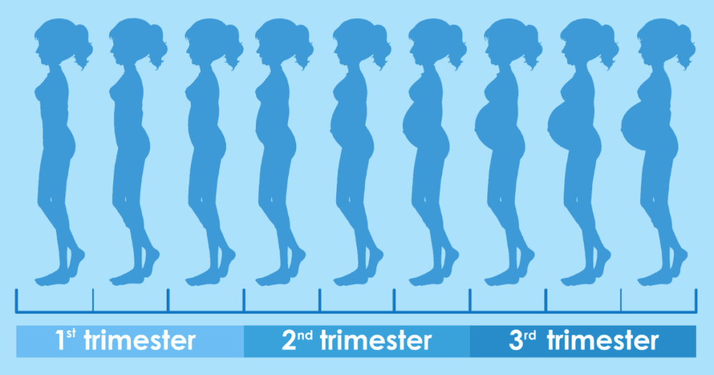 Stages Of Pregnancy - Mommy B Knows Best